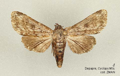 Papua Insects Foundation (Lepidoptera/Euteliidae/Euteliinae/Anigraea ...